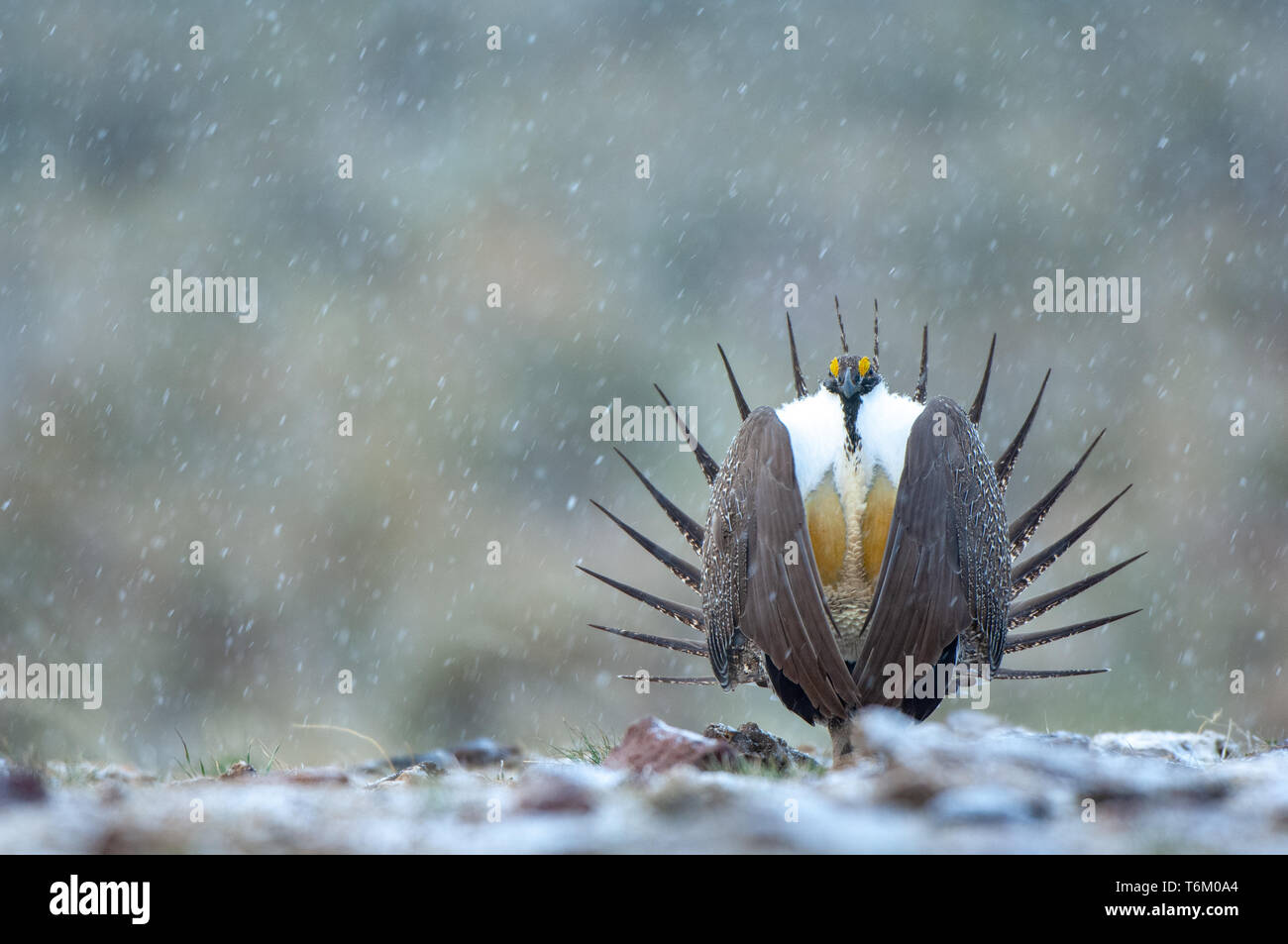 Male Sage Grouse performing Courtship display on a breeding ground ...