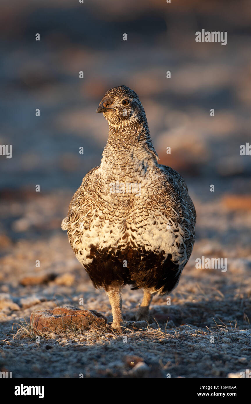Female Sage Grouse walking on breeding ground Stock Photo - Alamy