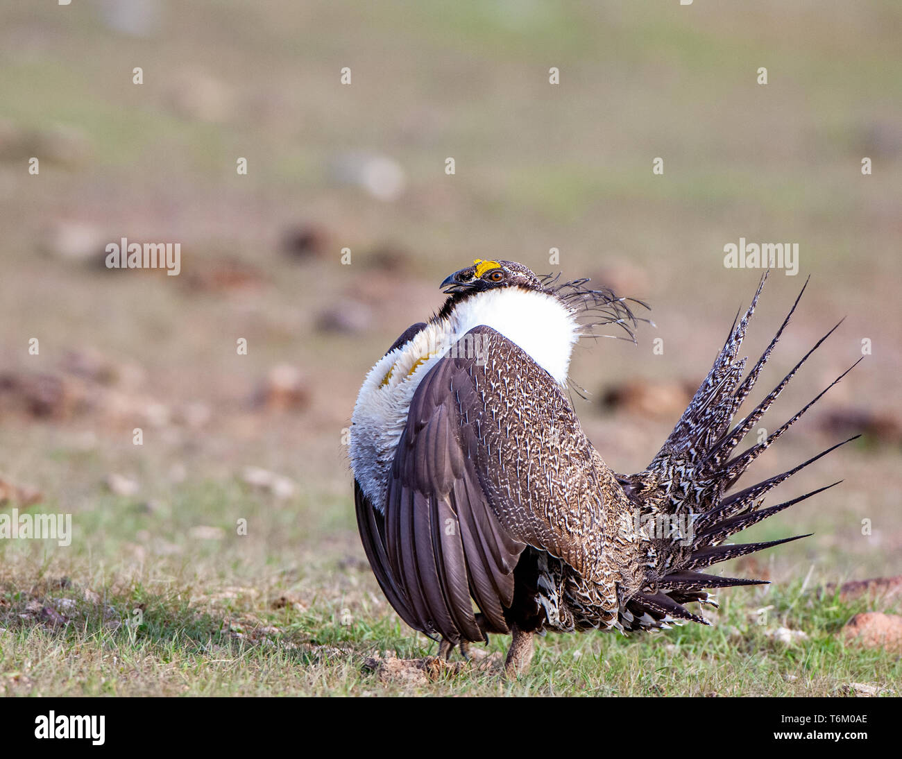 Male Sage Grouse performing Courtship display on a breeding ground ...