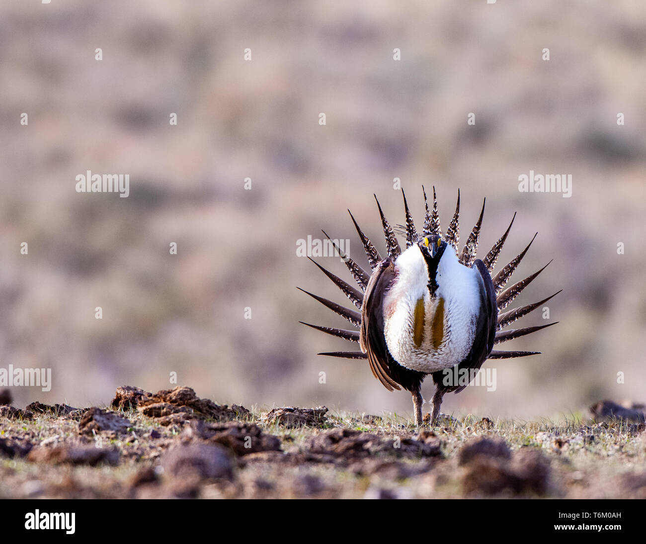 Male Sage Grouse performing Courtship display on a breeding ground ...