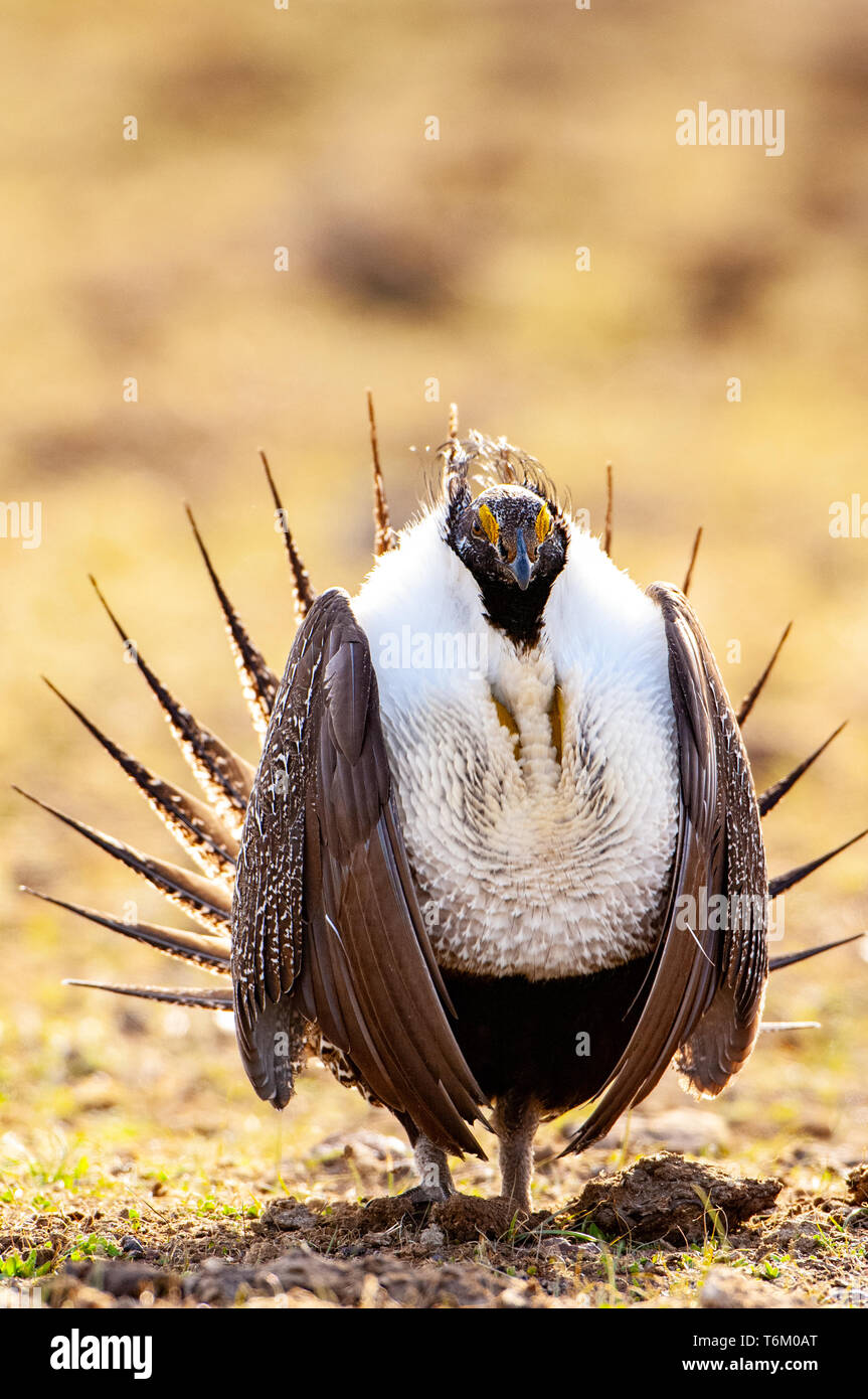 Male Sage Grouse performing Courtship display on a breeding ground ...
