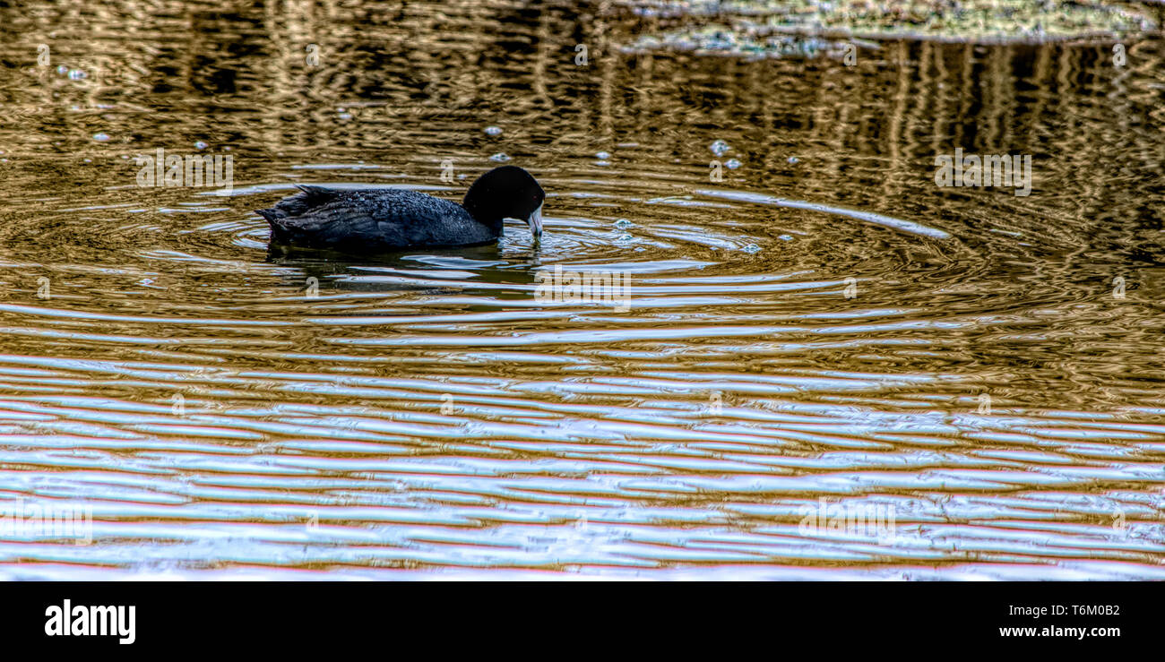 Coot trail hi-res stock photography and images - Alamy