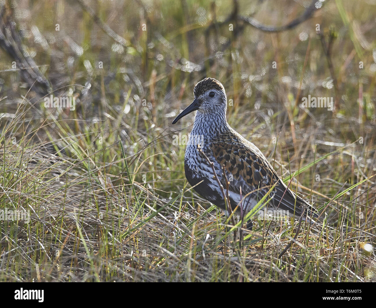 Dunlin wader hi-res stock photography and images - Alamy