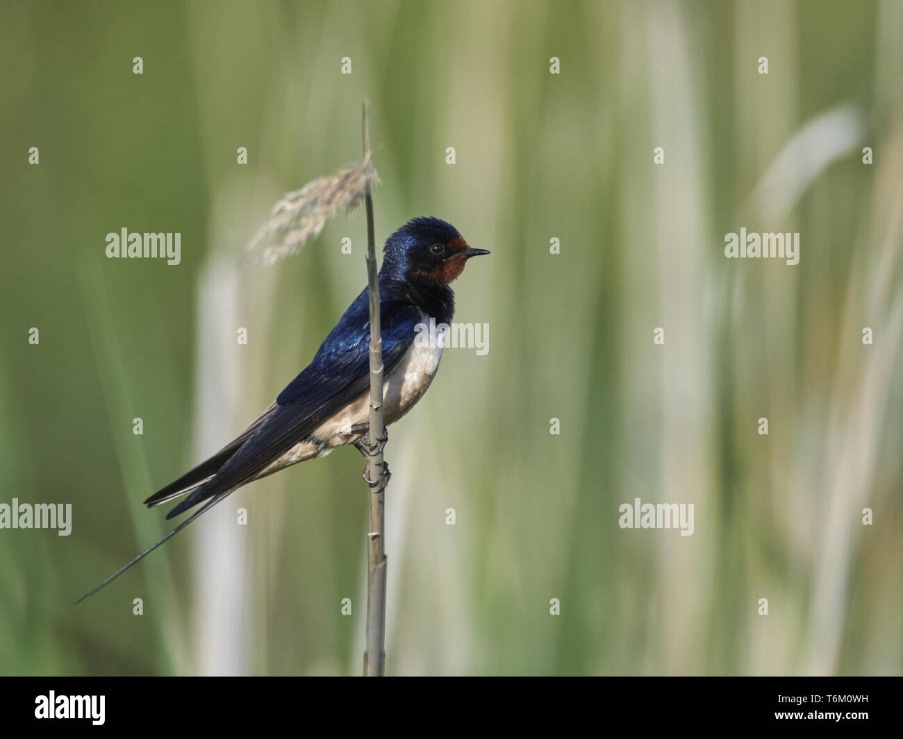Barn swallow european hirundo hi-res stock photography and images - Alamy