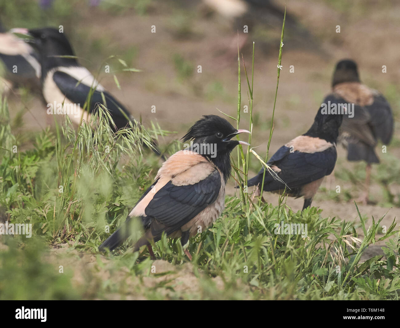Rosy starling, Pastor roseus Stock Photo - Alamy