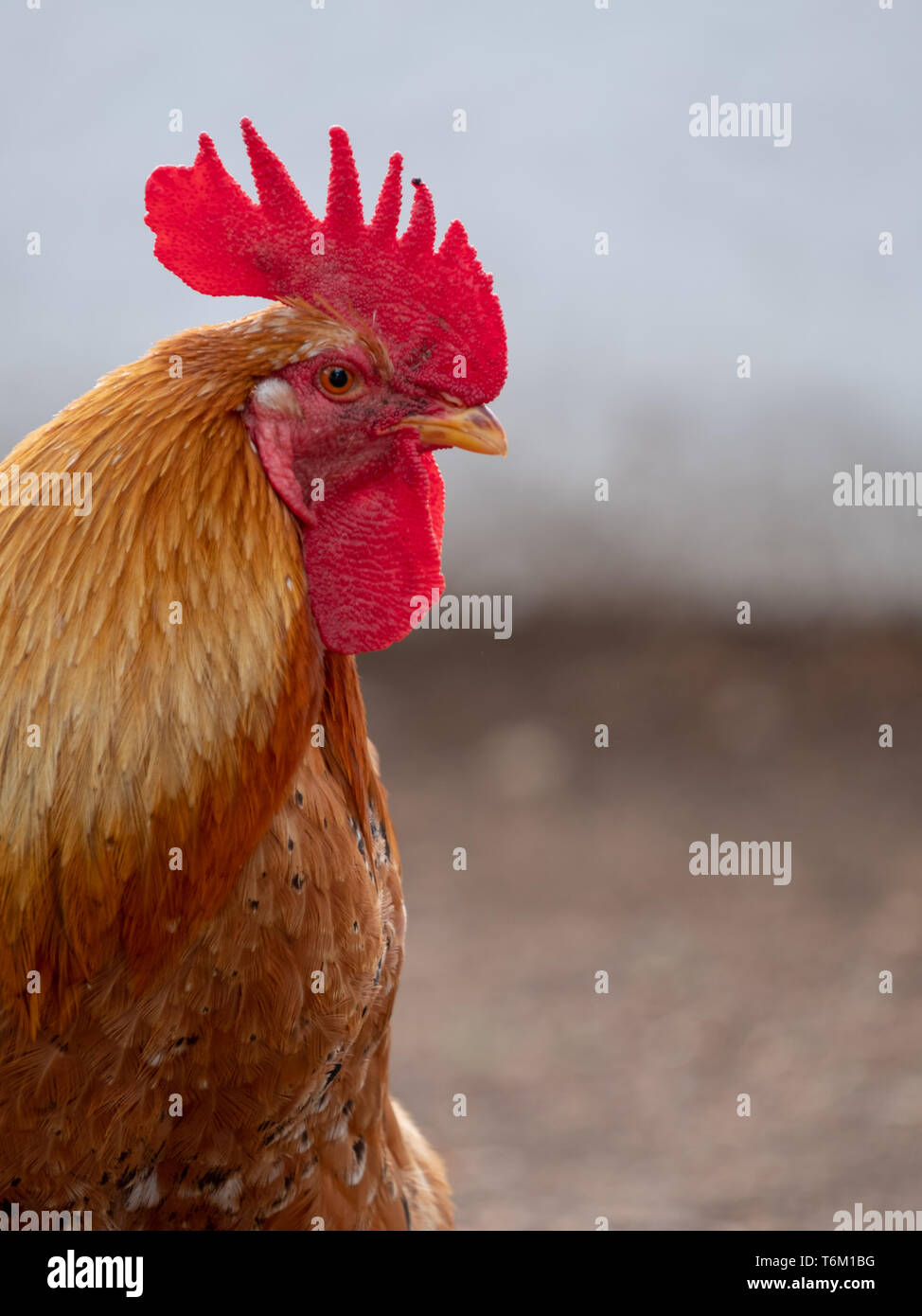 Farm yard hen, photographed at Babylonstoren Wine Estate, Franschhoek ...