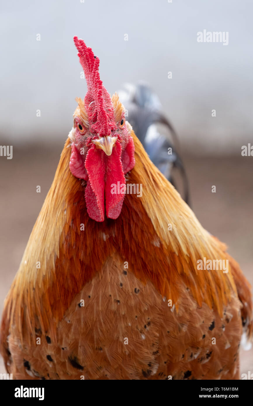 Farm yard chicken, photographed at Babylonstoren Farm, Franschhoek ...