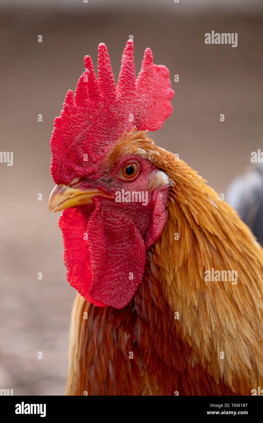 Chicken Farm Africa High Resolution Stock Photography and Images - Alamy