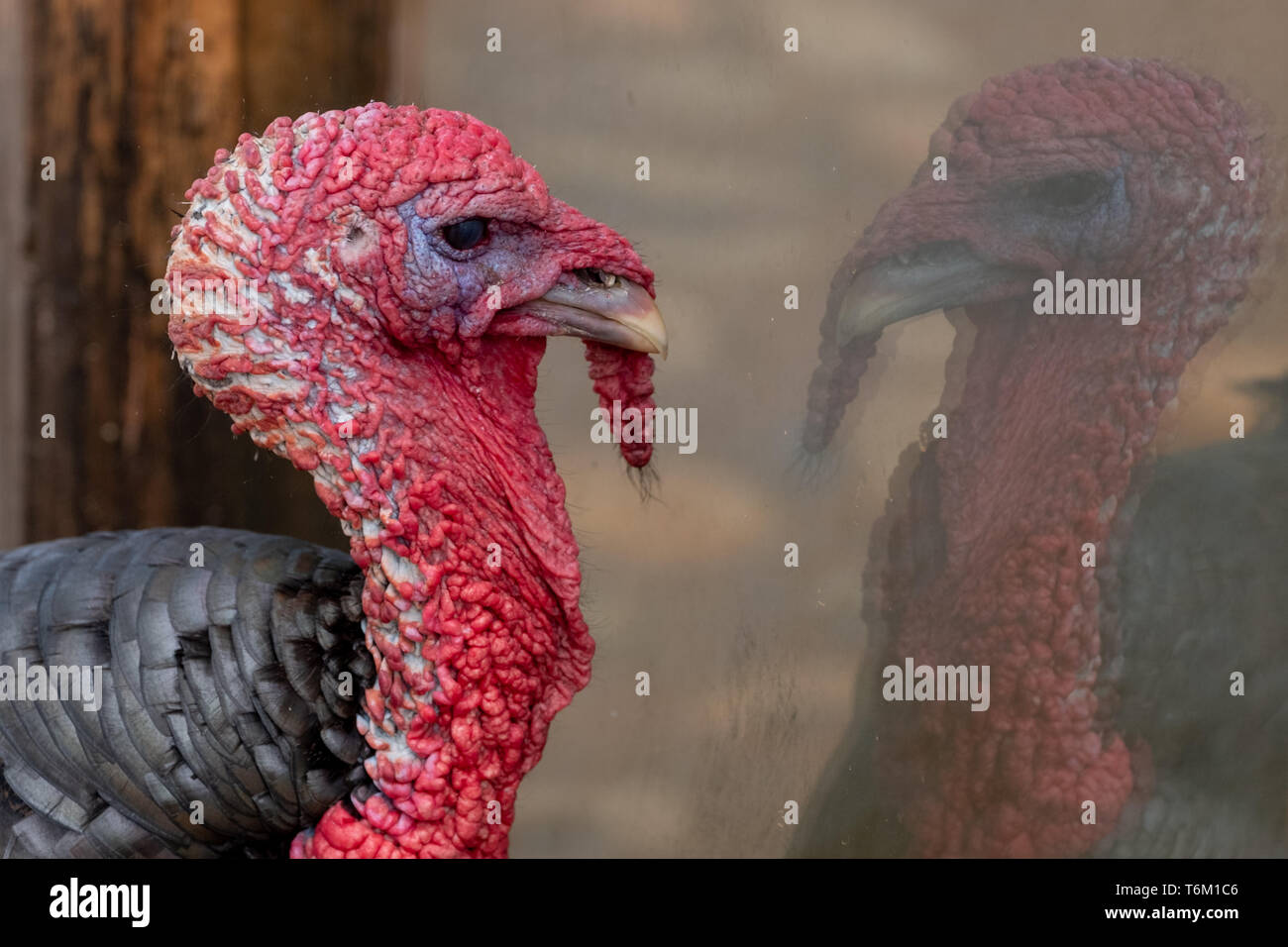 Turkey looks at a reflection of itself in a glass window, at ...