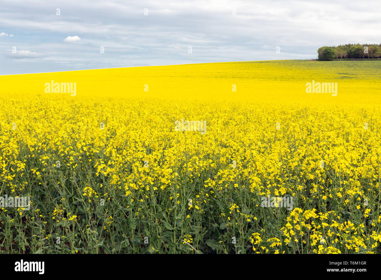 Coleseed field with blooming yellow flowers in Scottish borders Stock ...