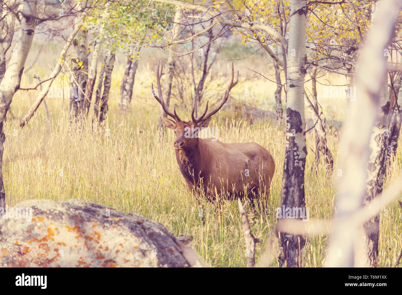 West elk mountain range hi-res stock photography and images - Alamy