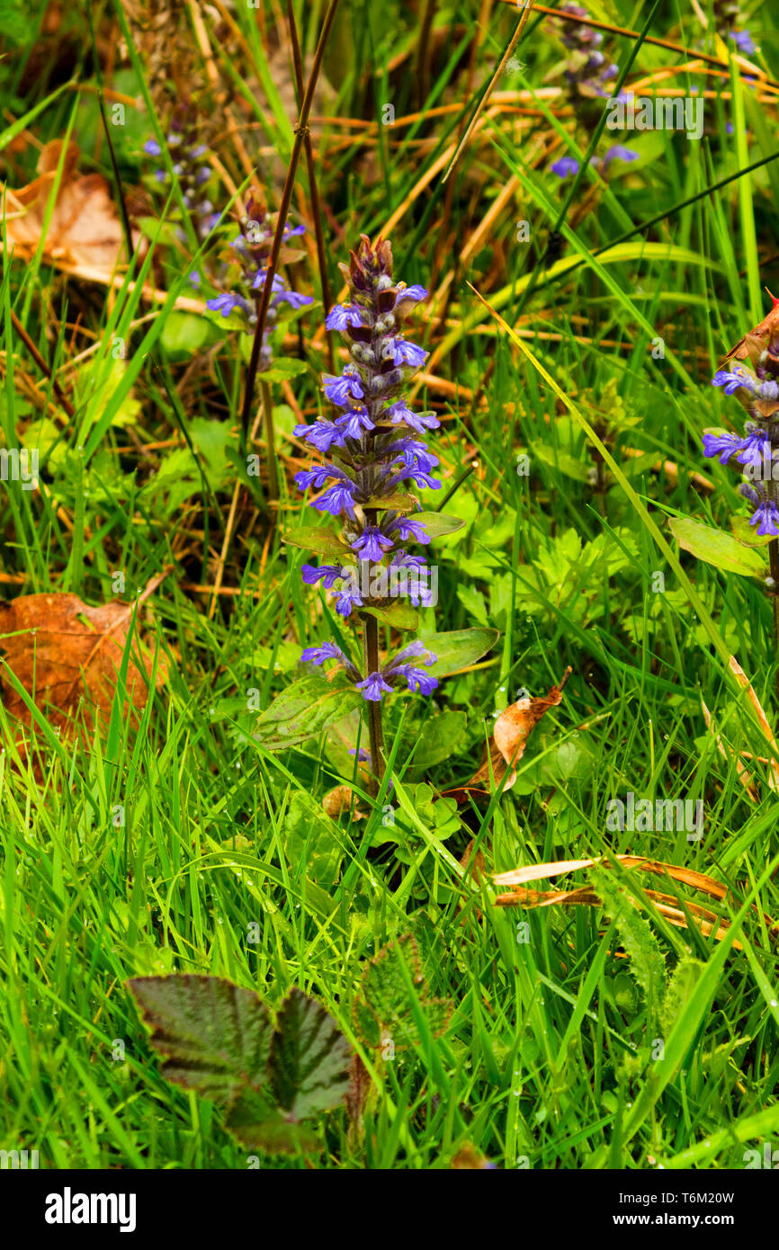 Bugle weed hi-res stock photography and images - Alamy