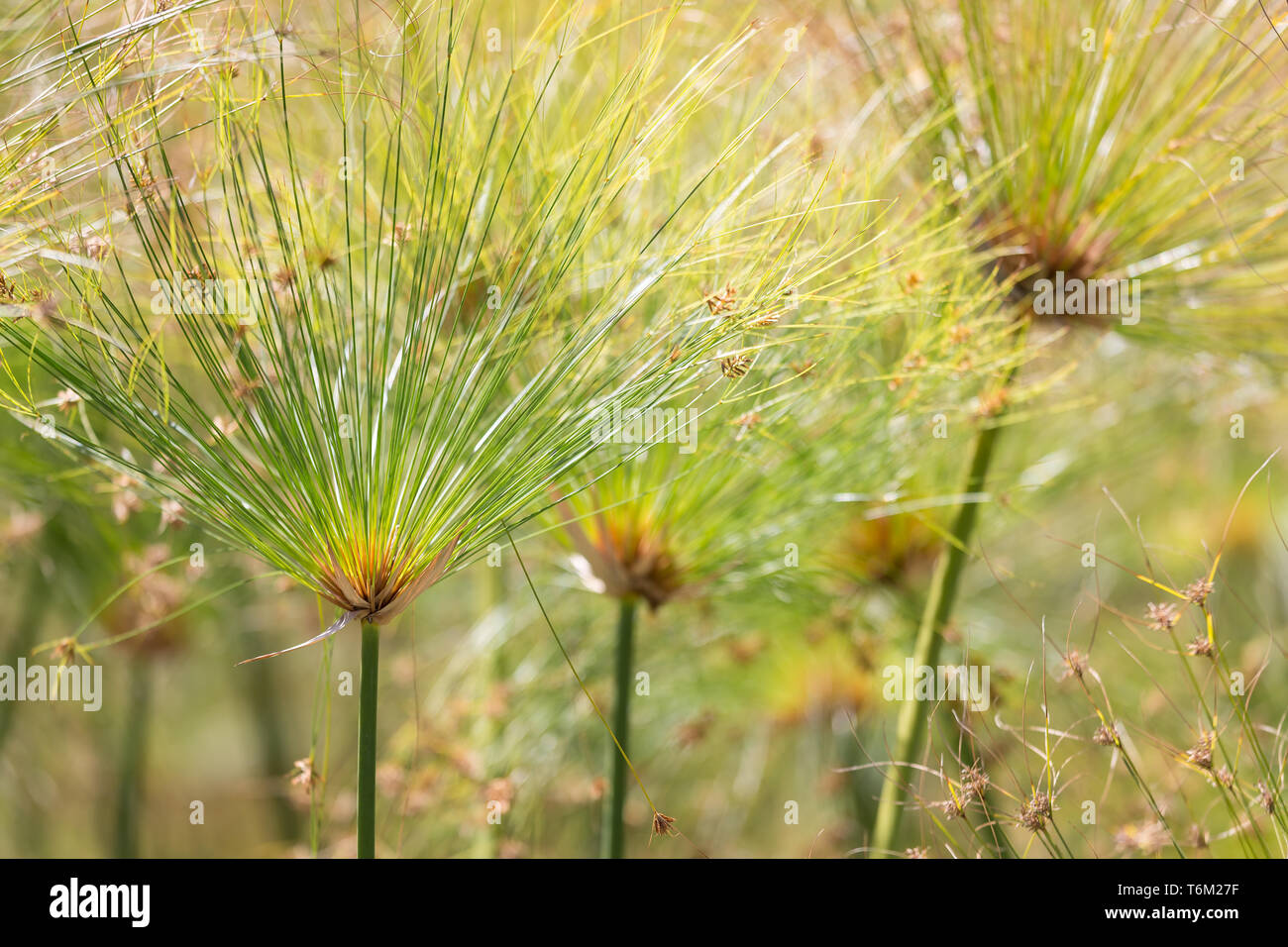 Papyrus swamp hi-res stock photography and images - Alamy