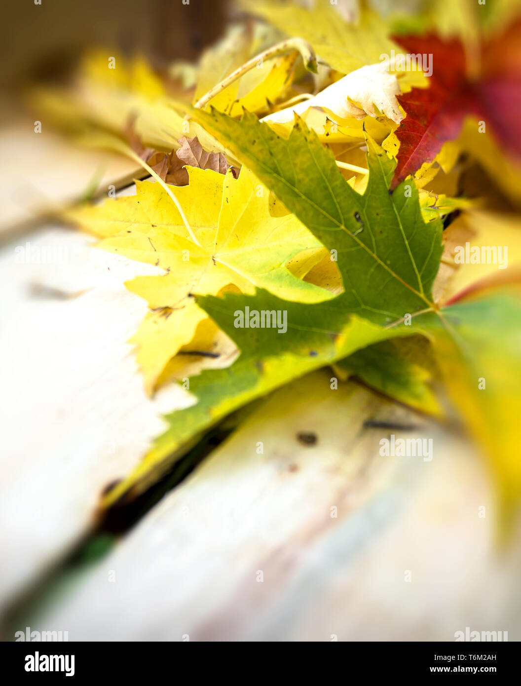 Autumn leaves abstract closeup Stock Photo - Alamy