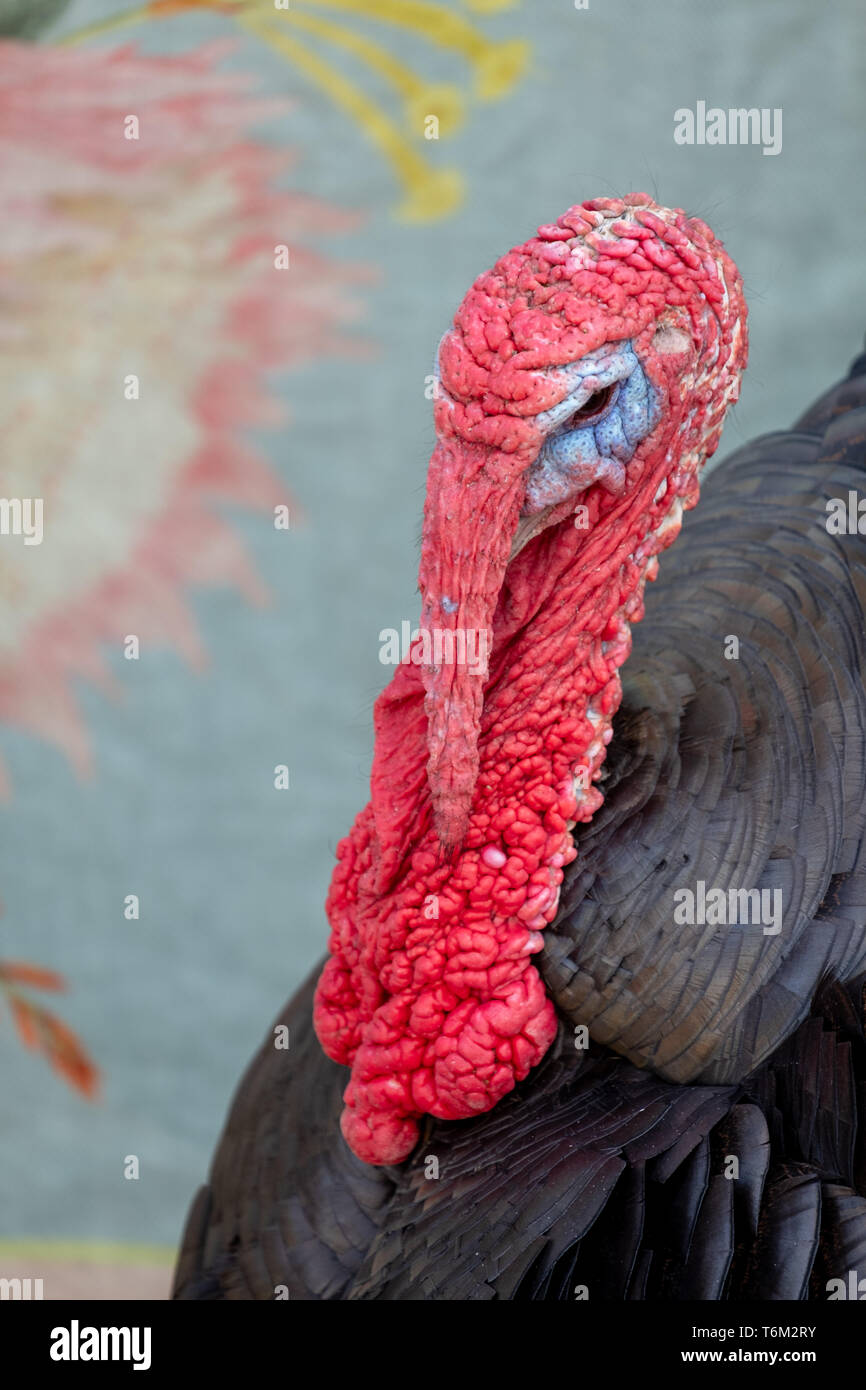 Turkey wandering freely in the grounds at Babylonstoren Farm ...