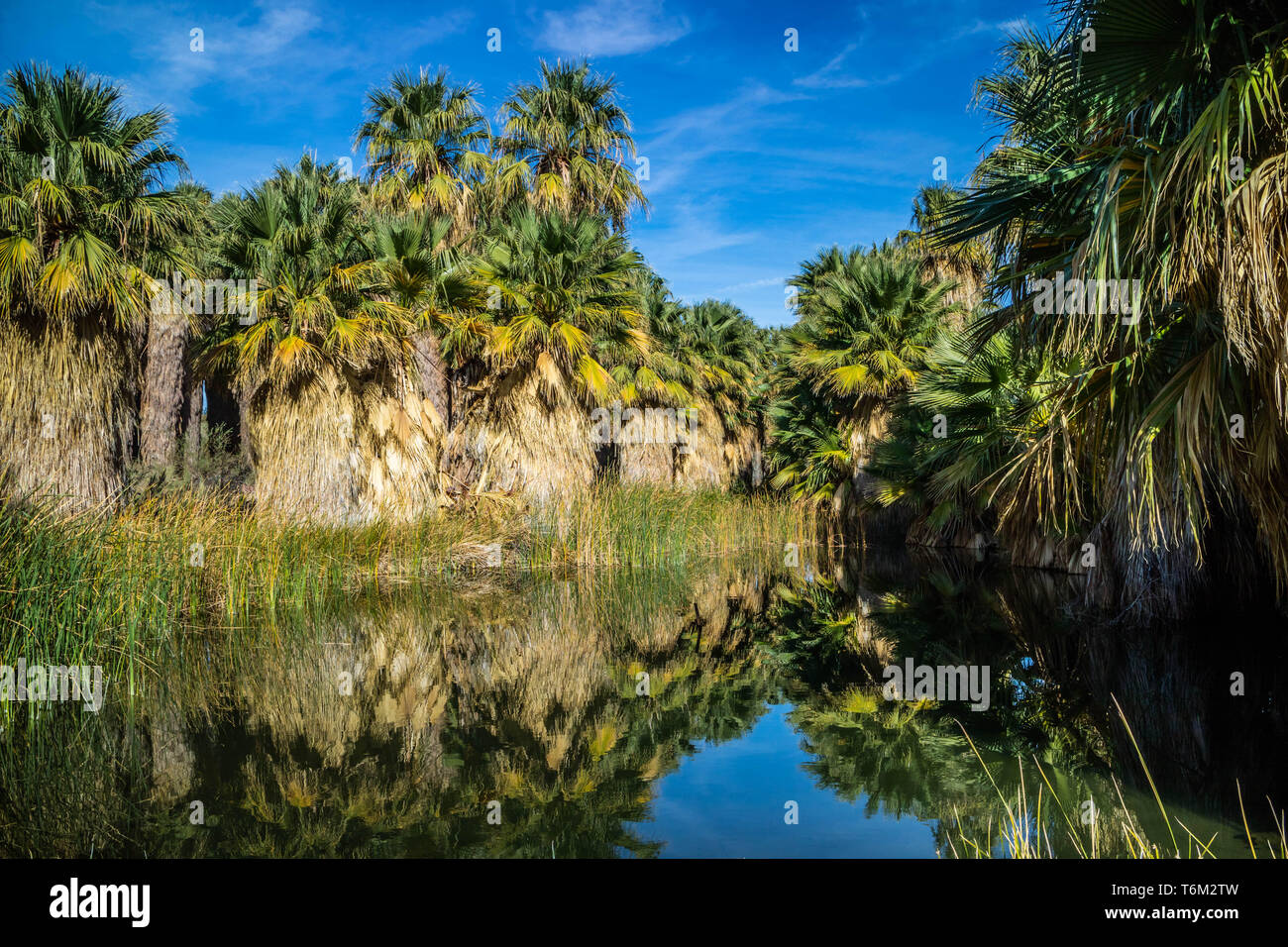 Simone Pond at McCallum Grove in Palm Spring, California Stock Photo ...