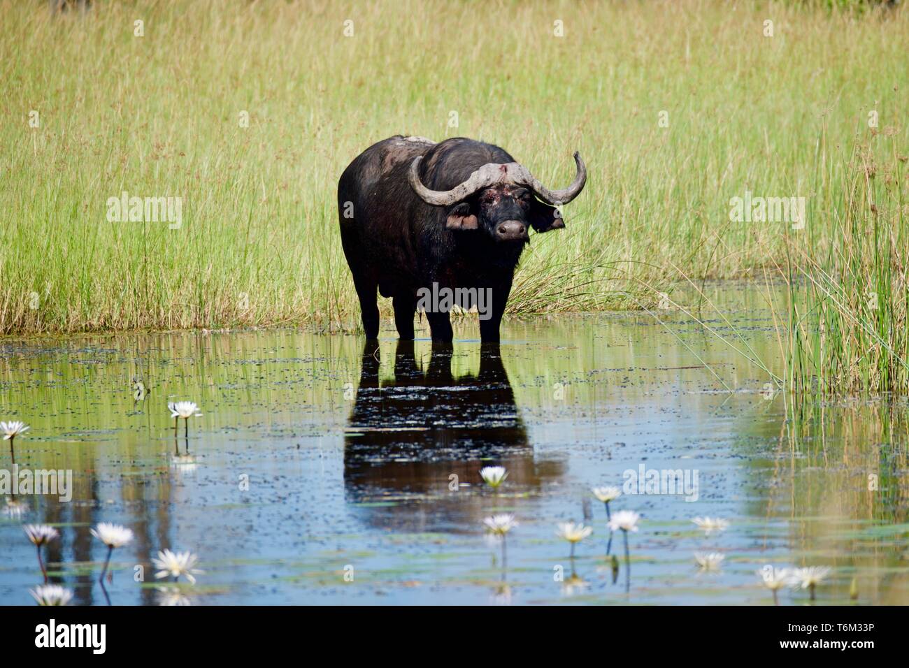 Buffalo in a pond of flowers at Moremi game reserve Stock Photo - Alamy