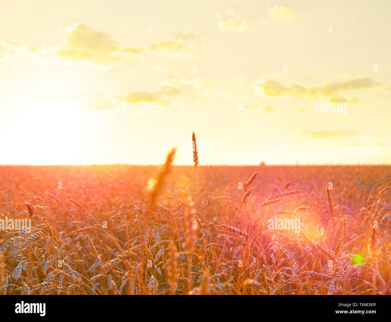 Wheat field sunset light summer hi-res stock photography and images - Alamy