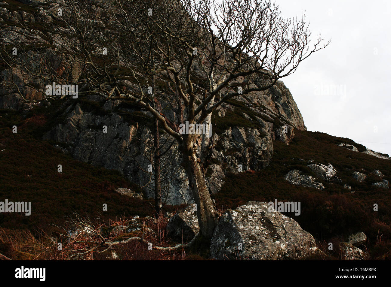 Beechtree hi-res stock photography and images - Alamy
