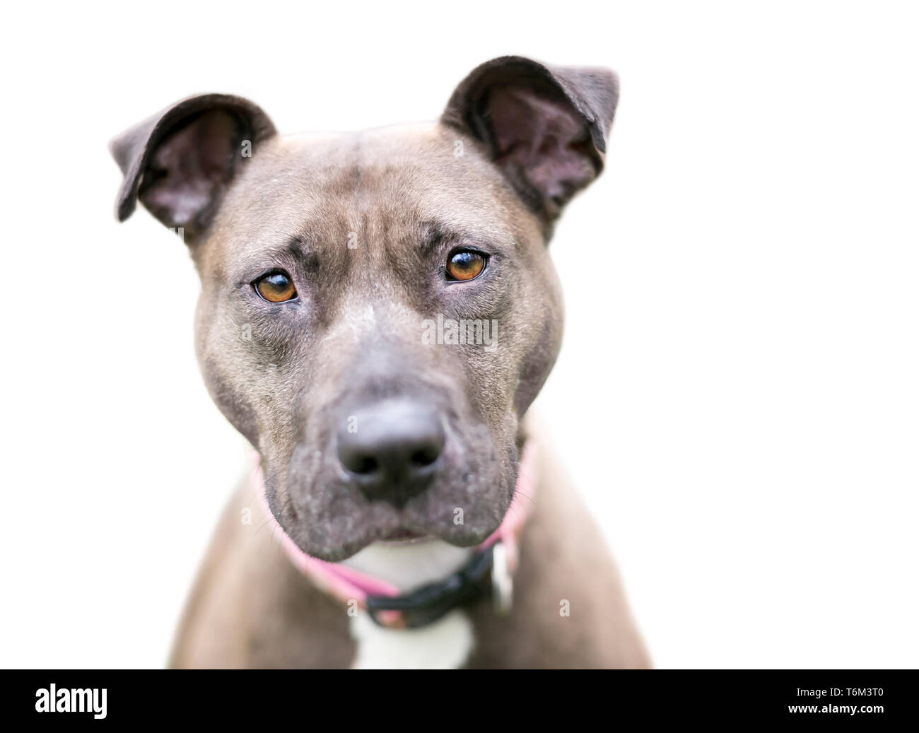 Pit bull staring at camera hi-res stock photography and images - Alamy
