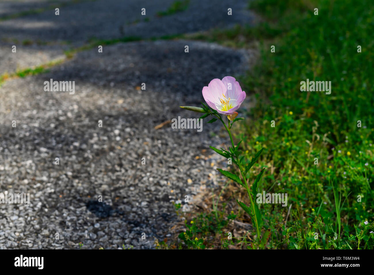 A sure sign of spring is the Primrose, or Primula vulgaris. It's a ...
