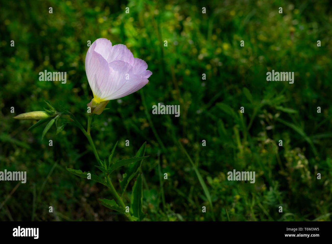 A sure sign of spring is the Primrose, or Primula vulgaris. It's a ...