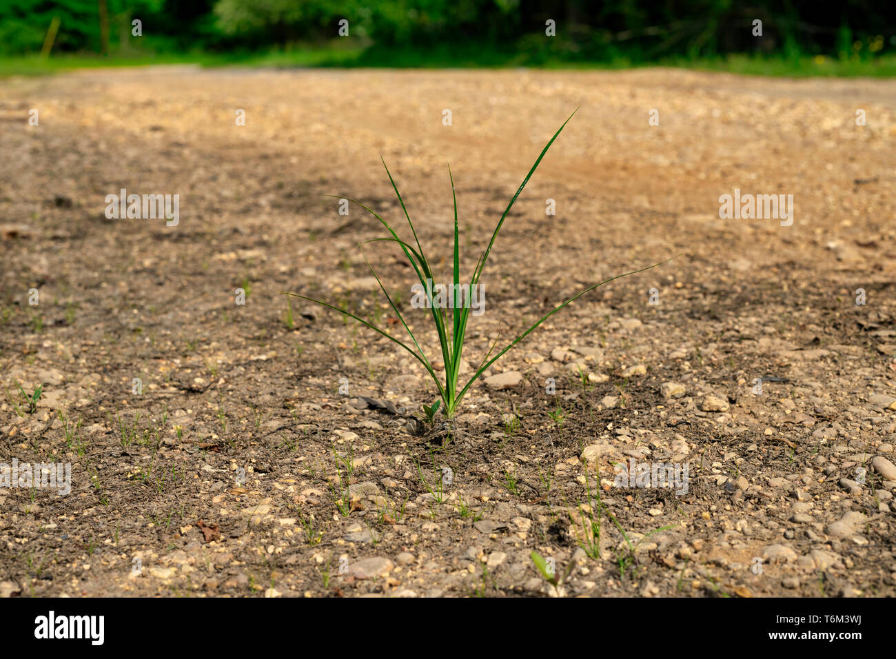 This stalk of grass continues to thrive despite the harsh dry ...