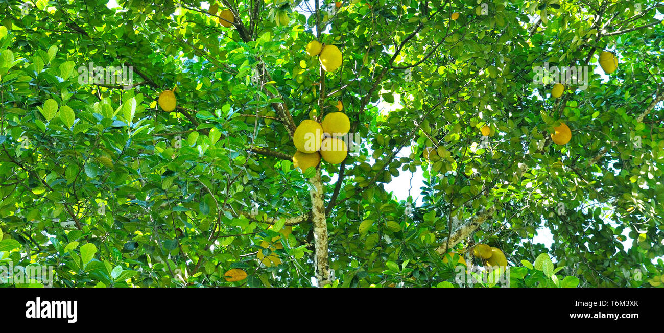 Breadfruit (Artocarpus altilis) tree with ripe fruits. Wide photo Stock ...