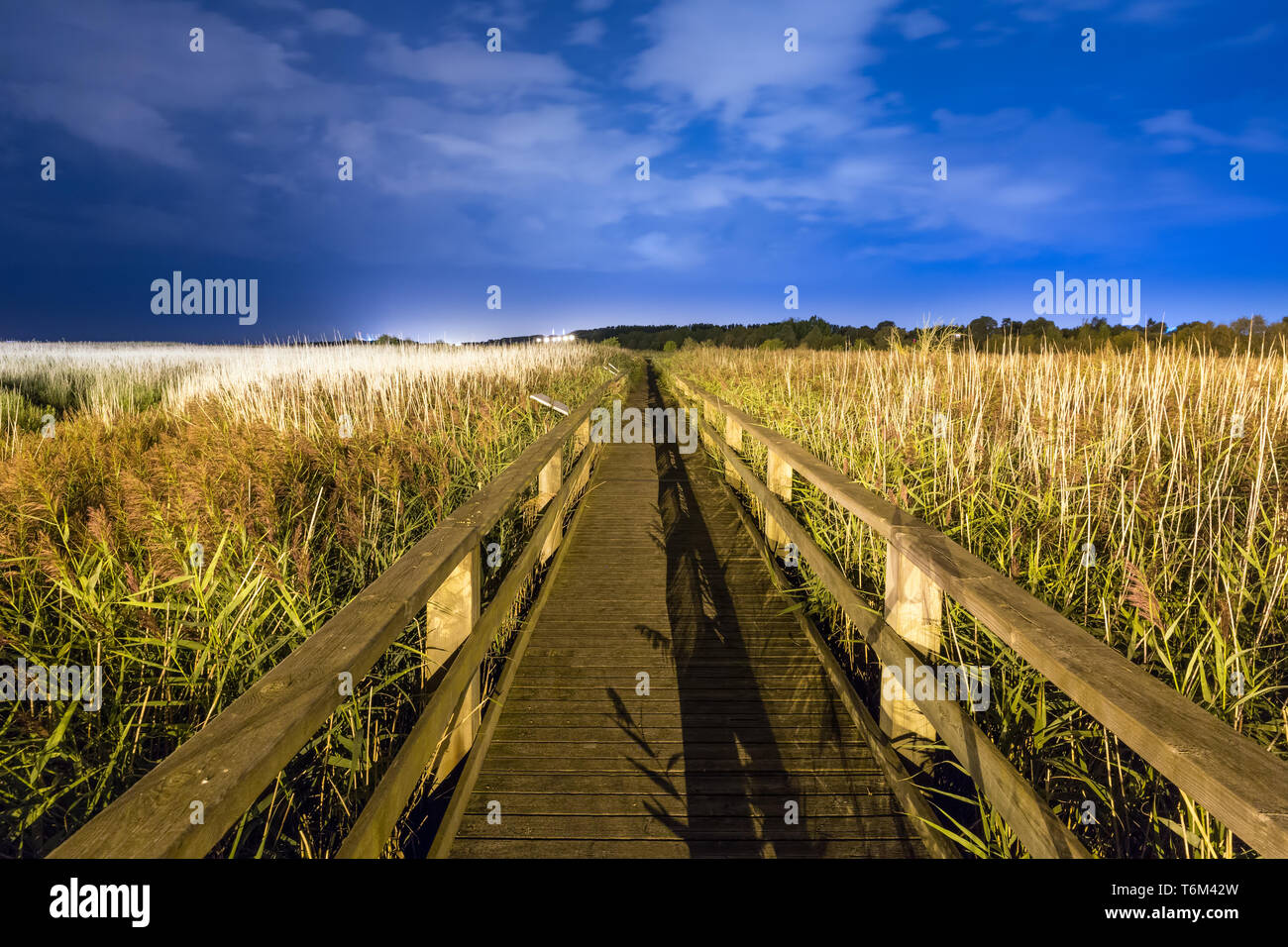 Hiking trail through illuminated canebrake by evening Stock Photo - Alamy