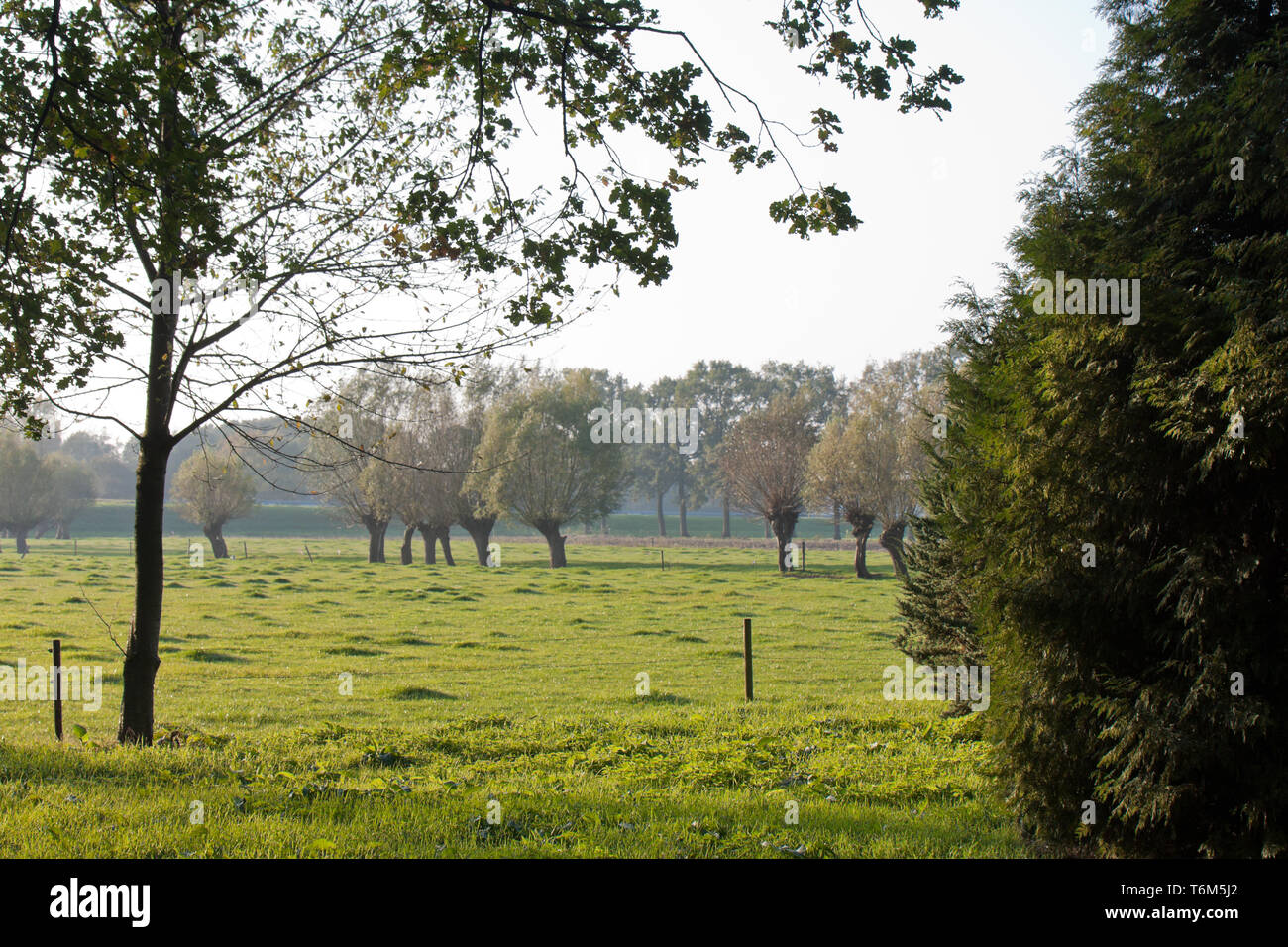 Dutch autumn landscape with meadows and trees Stock Photo - Alamy
