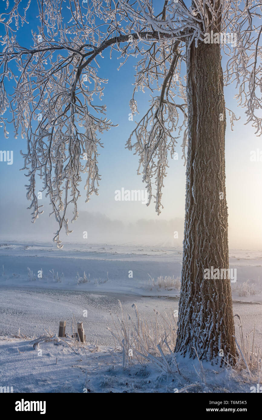 Dutch winter landscape with tree covered with hoarfrost Stock Photo - Alamy