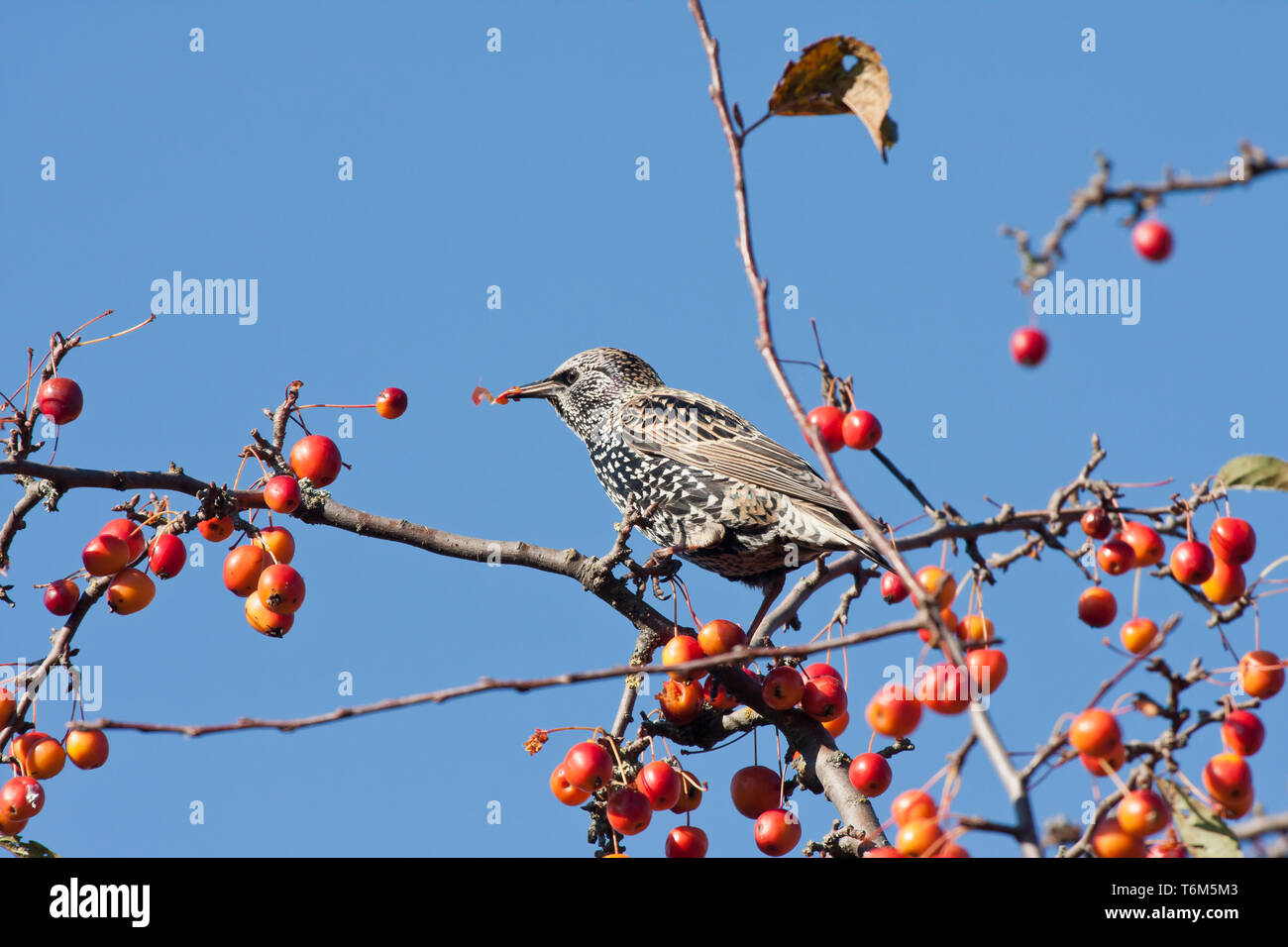 Starling in tree hi-res stock photography and images - Alamy