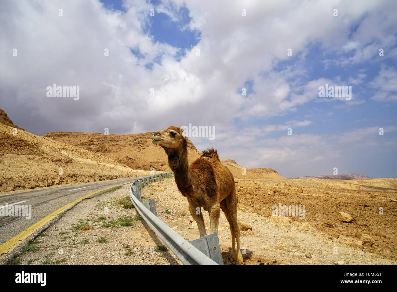 Israel camel road hi-res stock photography and images - Alamy