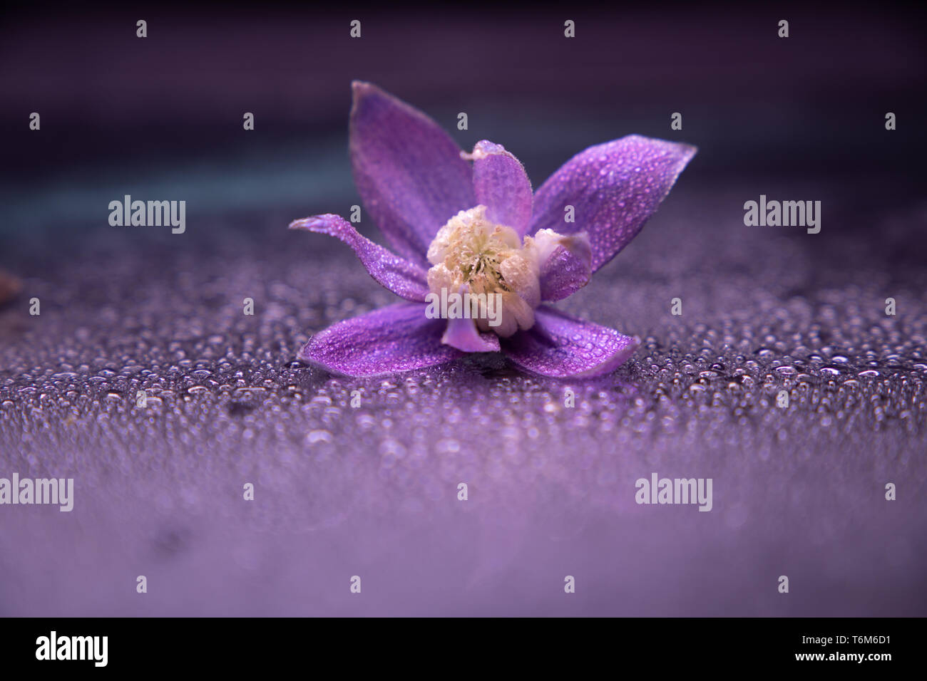 Purple flower in droplets of water Stock Photo - Alamy