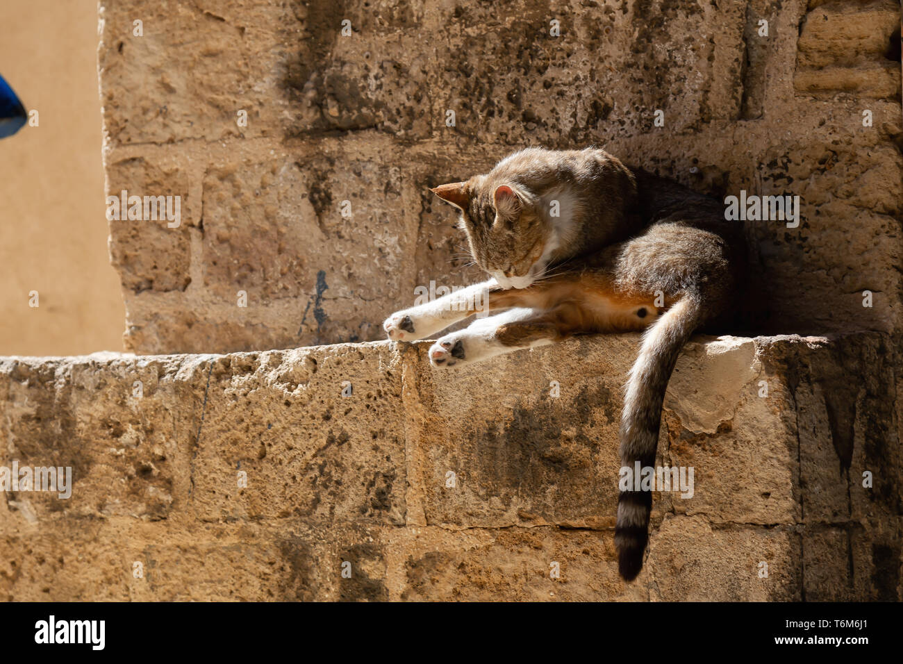 Cute and Adorable Street Cat is sitting on a brick wall during a sunny ...