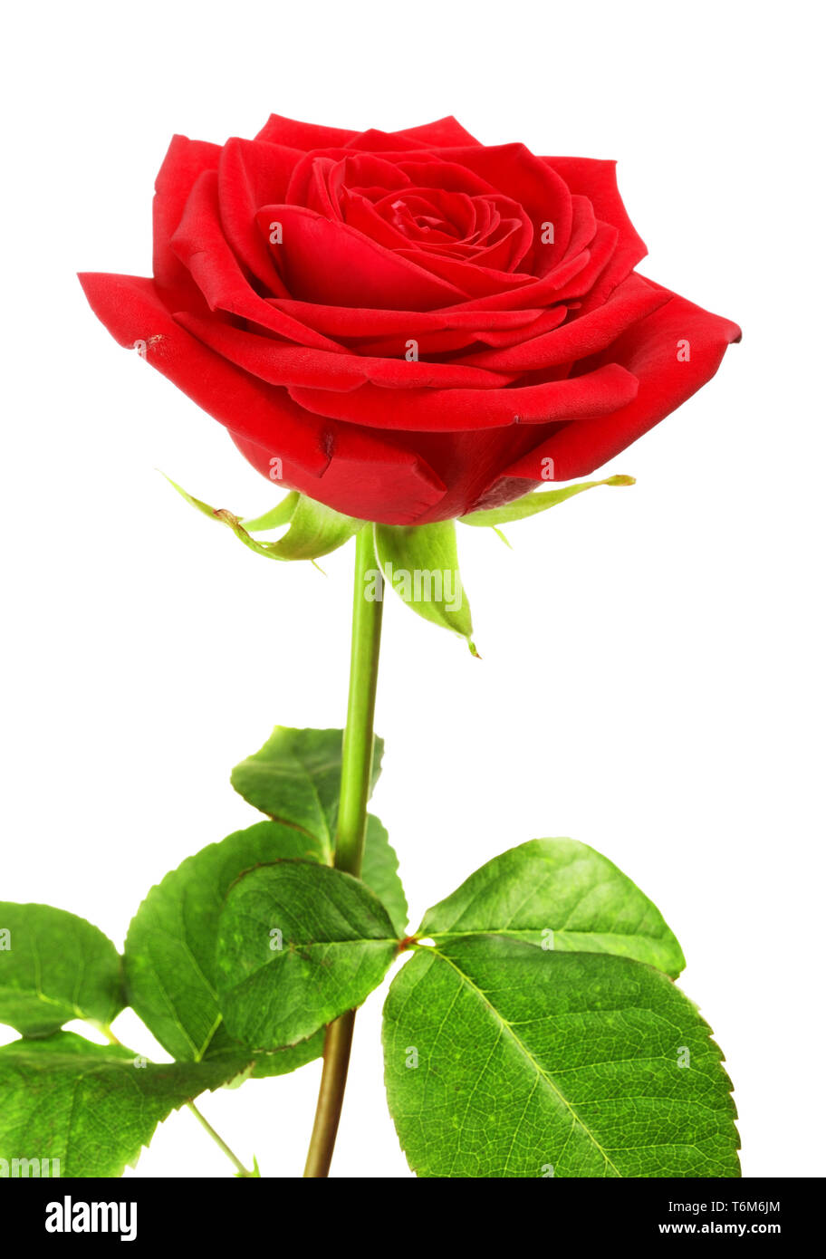 Red Rose Flower Stock Photo - Alamy