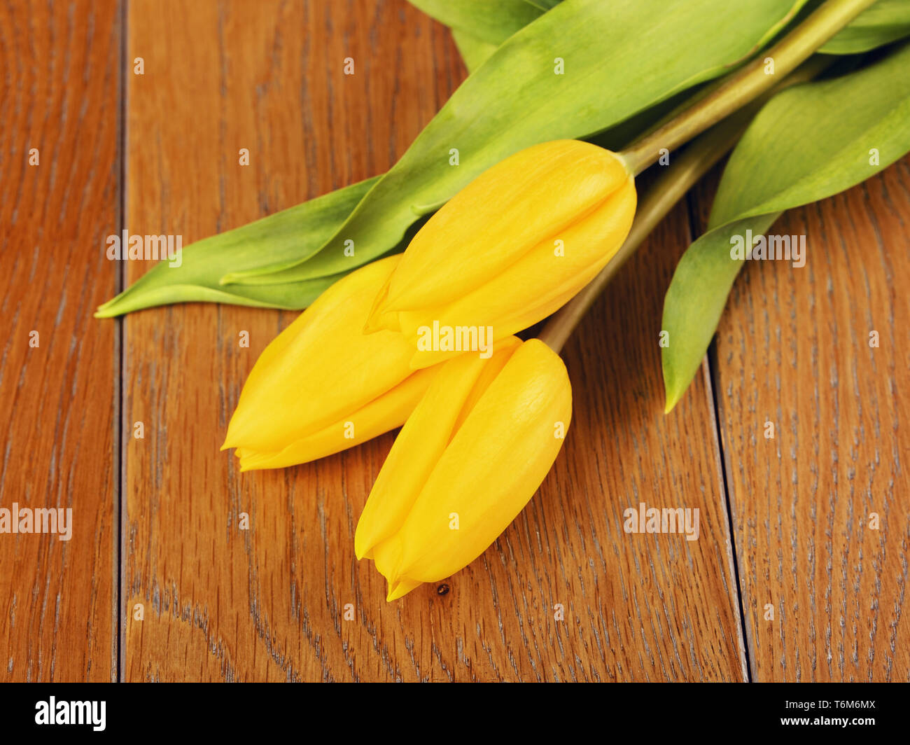 Yellow Tulip Flowers Stock Photo - Alamy