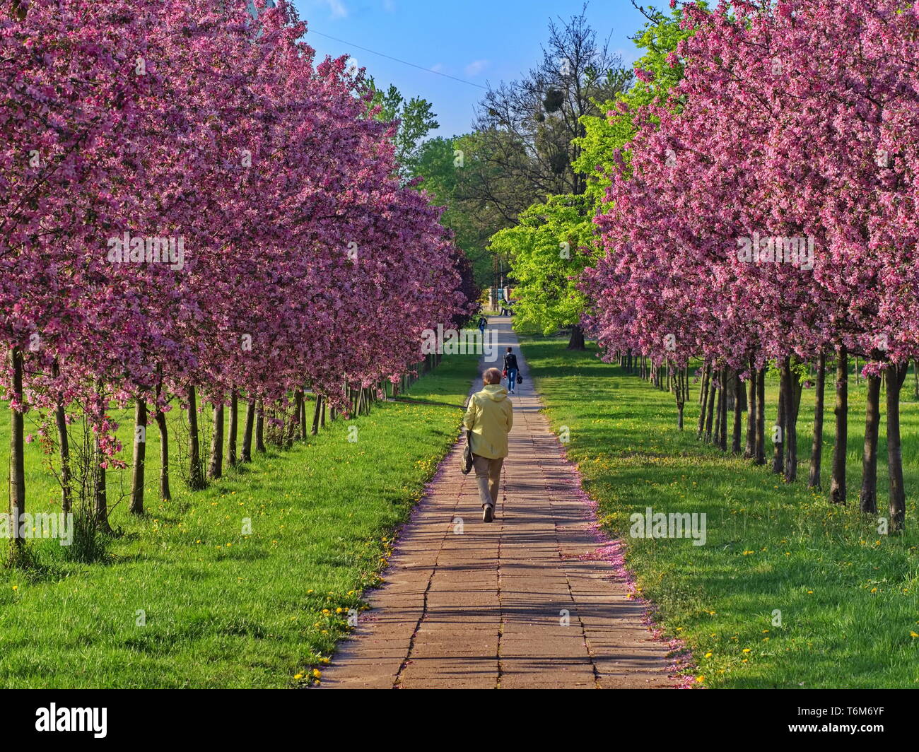 Pink flowers corridor. Beautiful long path for people walking Stock ...