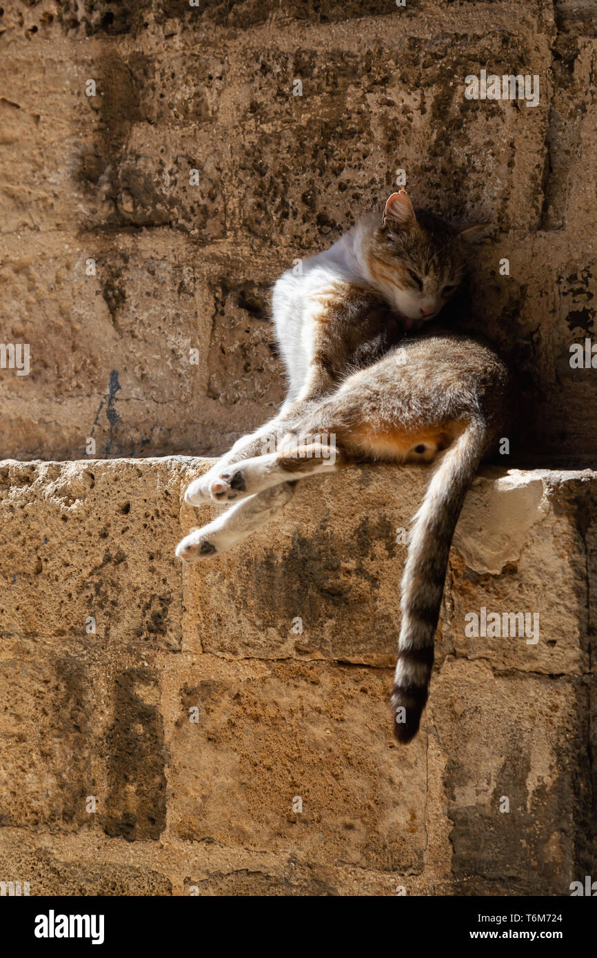 Cute and Adorable Street Cat is sitting on a brick wall during a sunny ...