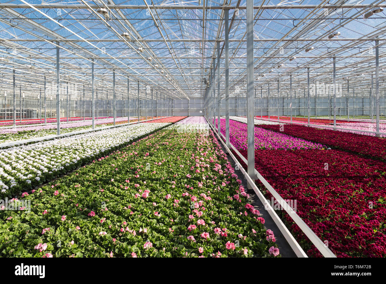 Greenhouse flowers hi-res stock photography and images - Alamy