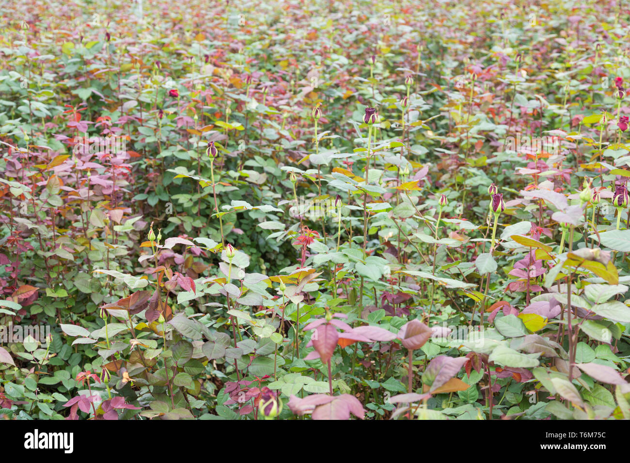 Greenhouse rose farming hi-res stock photography and images - Alamy