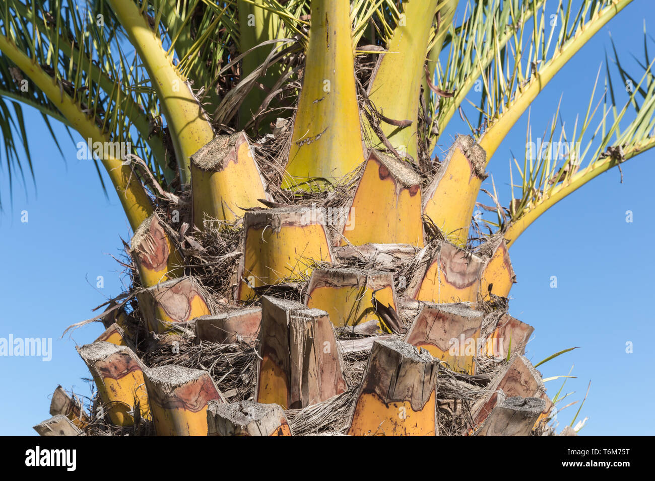 Healthy palm trunk hi-res stock photography and images - Alamy