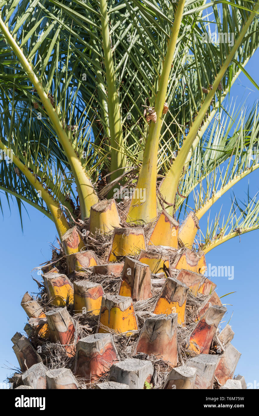 Healthy palm trunk hi-res stock photography and images - Alamy