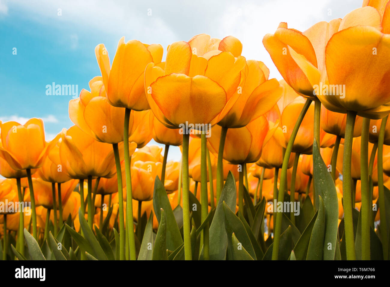 Beautiful summer flowers tulips yellow hi-res stock photography and ...