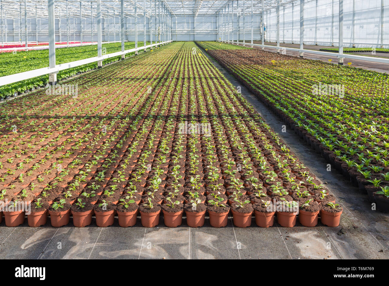 Geranium cultivation hi-res stock photography and images - Alamy