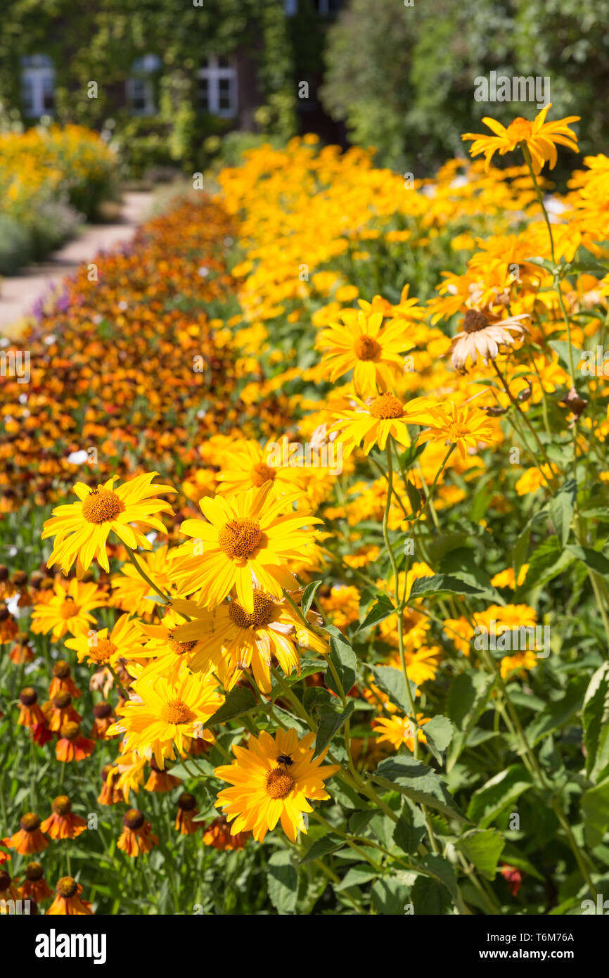 Garden with beautiful flowerbed of yellow Heliopsis Stock Photo - Alamy