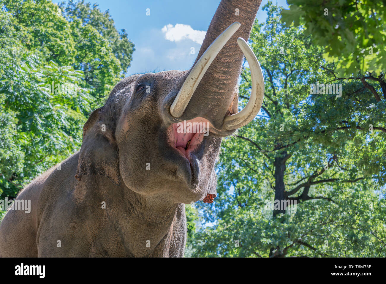 Elephant trunk tree hi-res stock photography and images - Alamy
