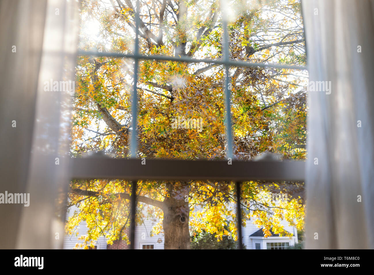 Virginia yellow autumn view through window of colorful oak leaf foliage ...