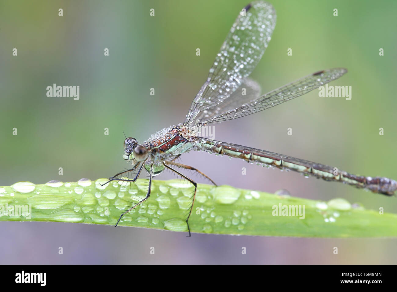 Female emerald damselfly lestes sponsa hi-res stock photography and ...