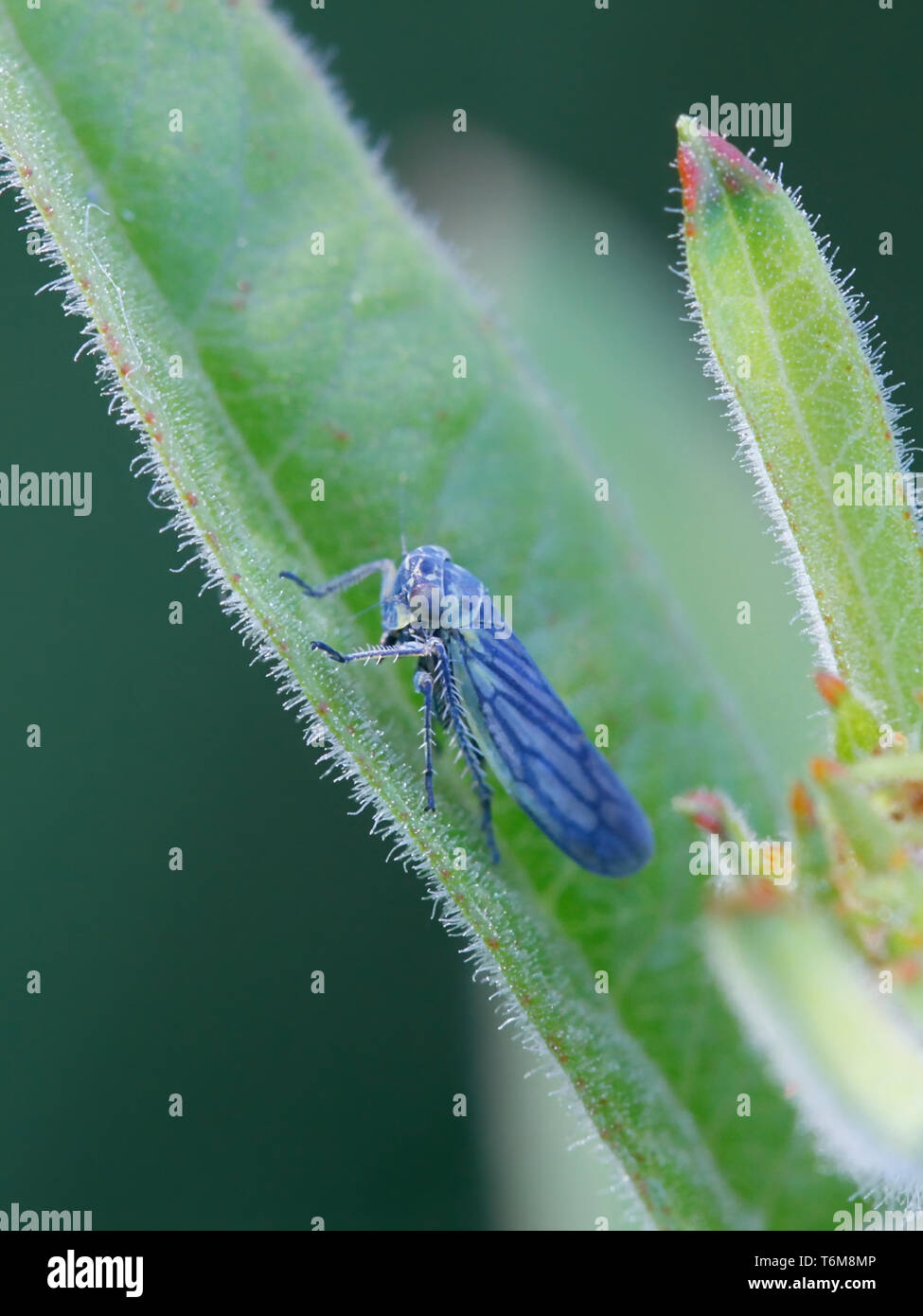 Sonronius dahlbomi, tiny blue leafhopper resting on loosestrife in ...